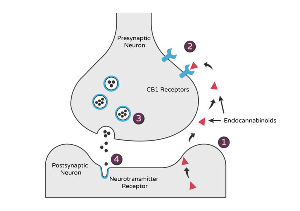 Health Professionals – Spectrum Poland